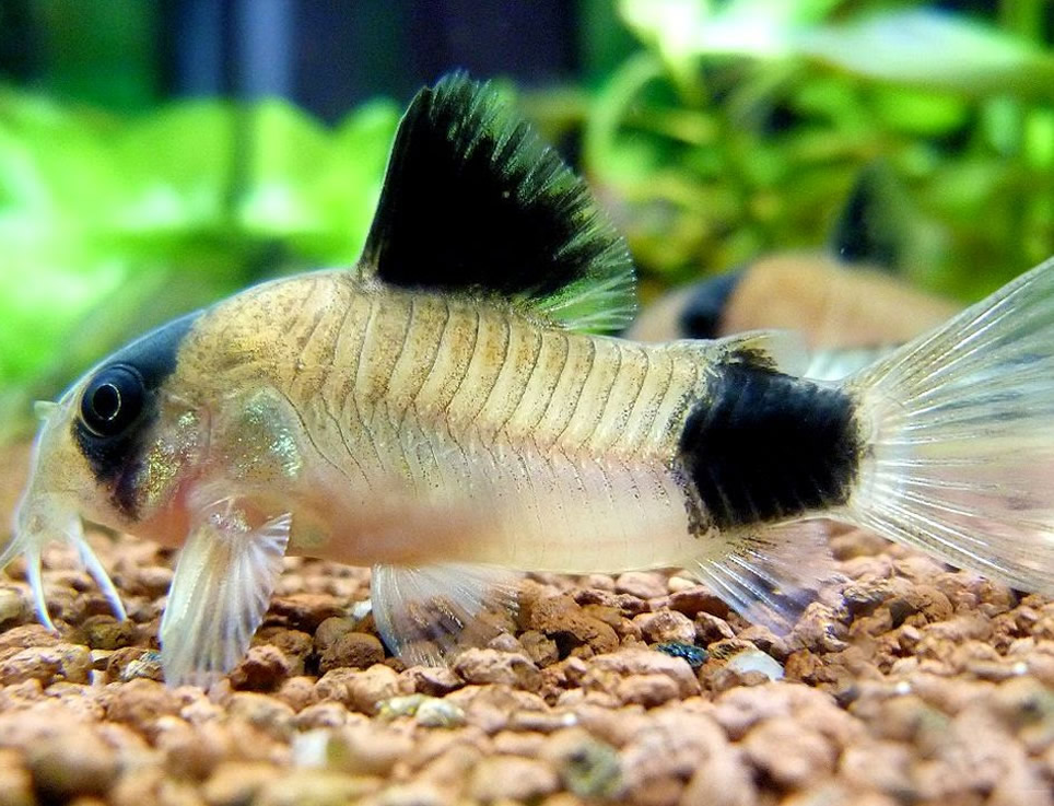 Acuarios Plantados - Corydora Panda