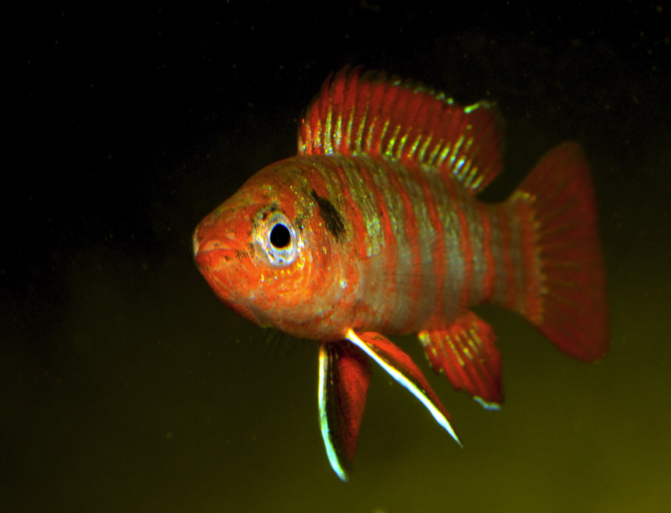 Acuarios Plantados - Dario Dario