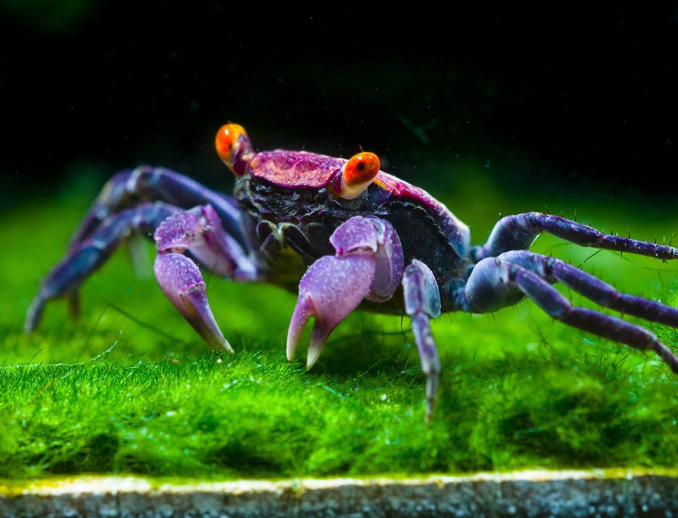 Acuarios Plantados - Geosesarma Blue Vampire