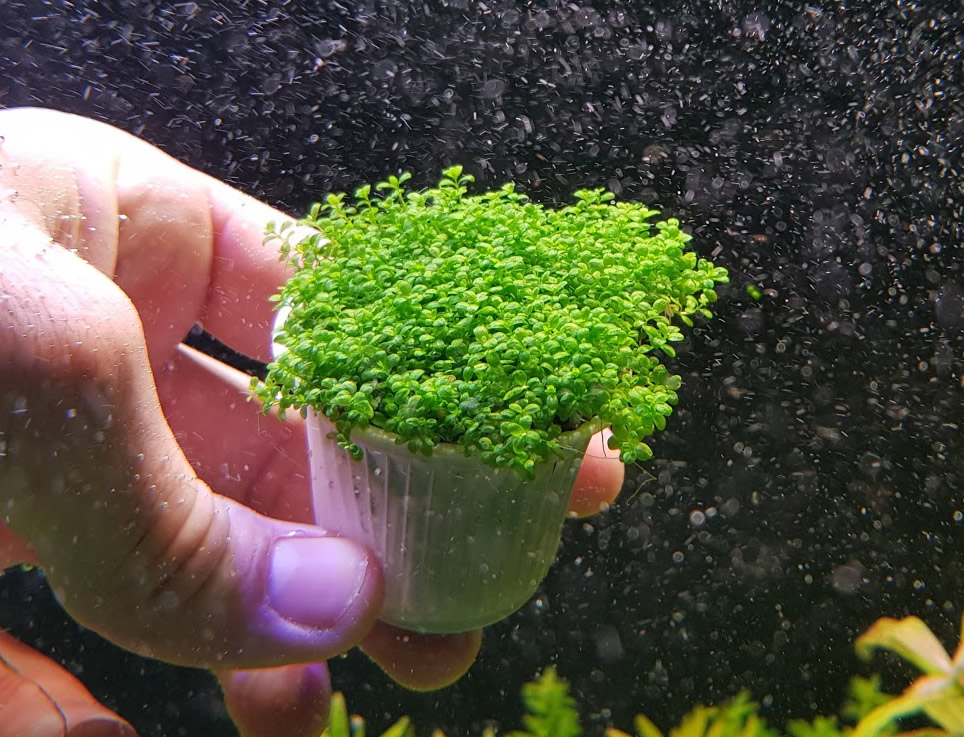 Acuarios Plantados - Hemianthus Callitrichoides "Cuba"