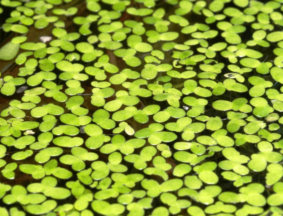 Acuarios Plantados - Lemna Sp.