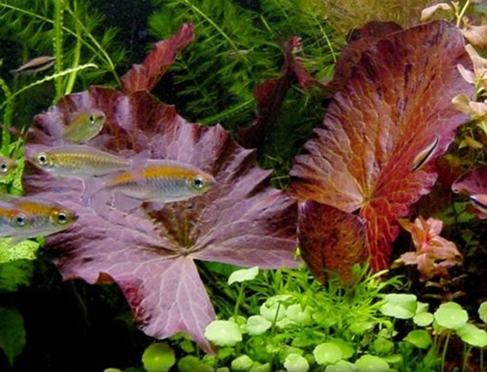 Acuarios Plantados - Lotus Red Tiger
