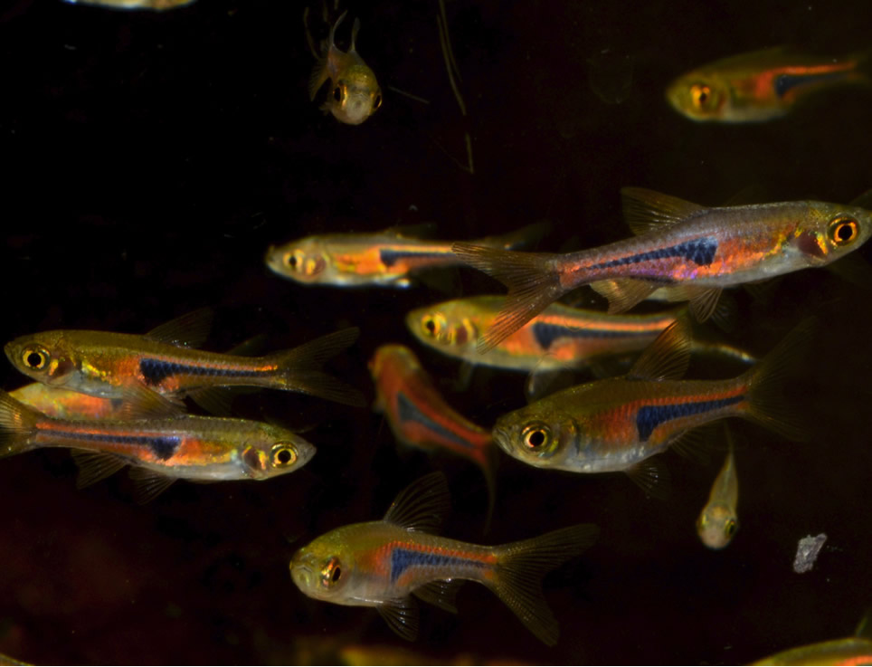 Acuarios Plantados - Rasbora Hengeli