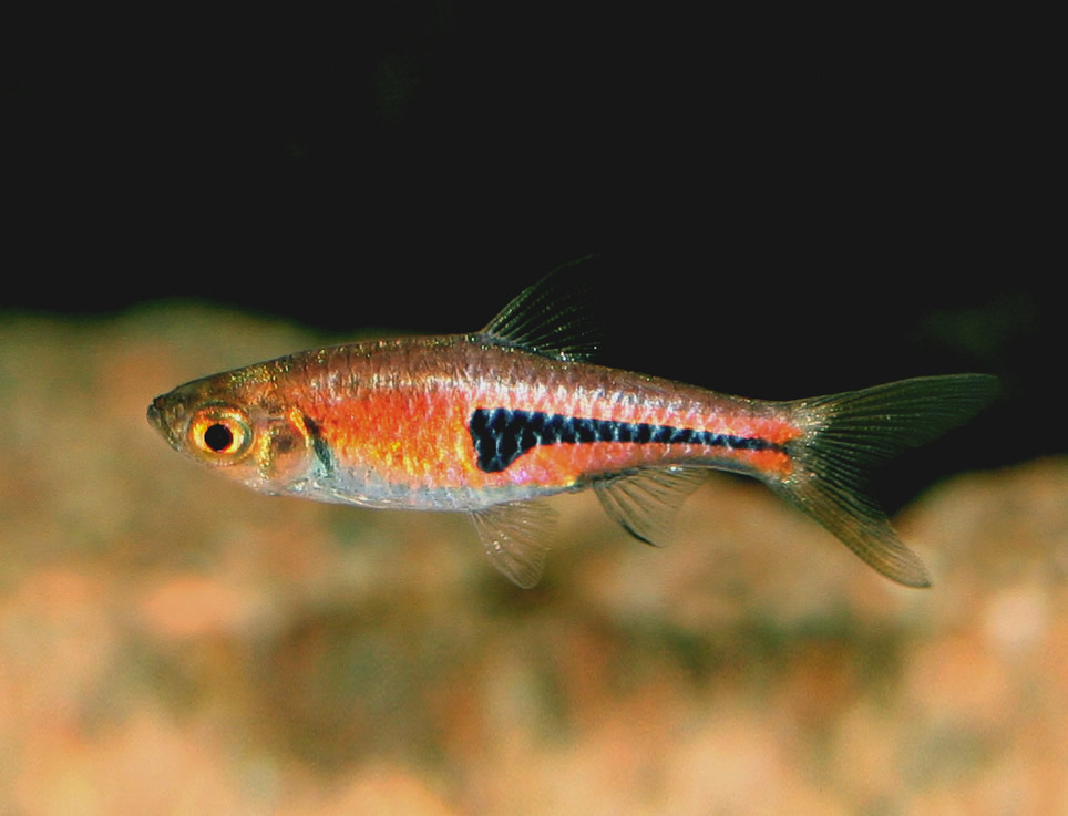 Acuarios Plantados - Rasbora Hengeli