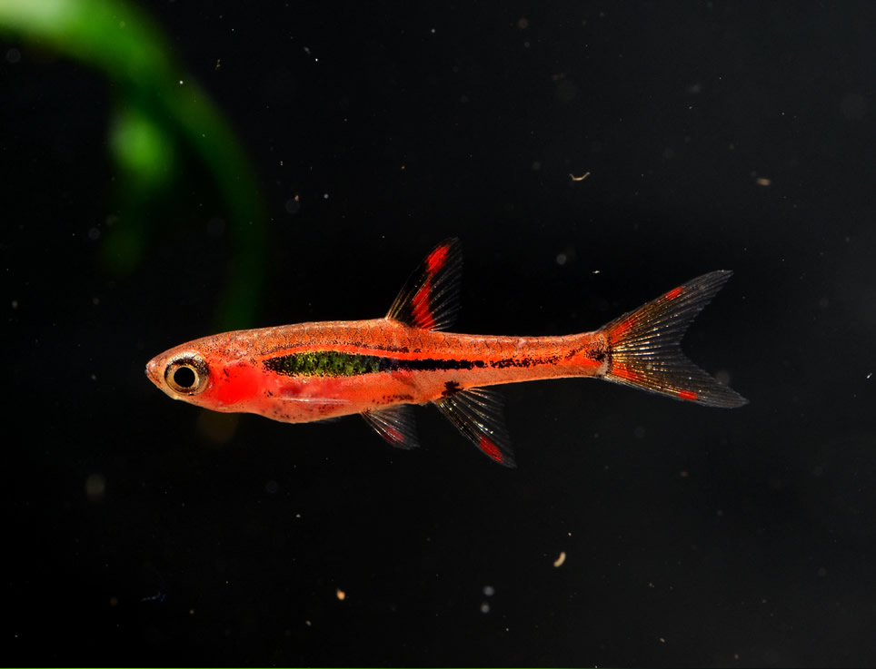 Acuarios Plantados - Rasbora Merah