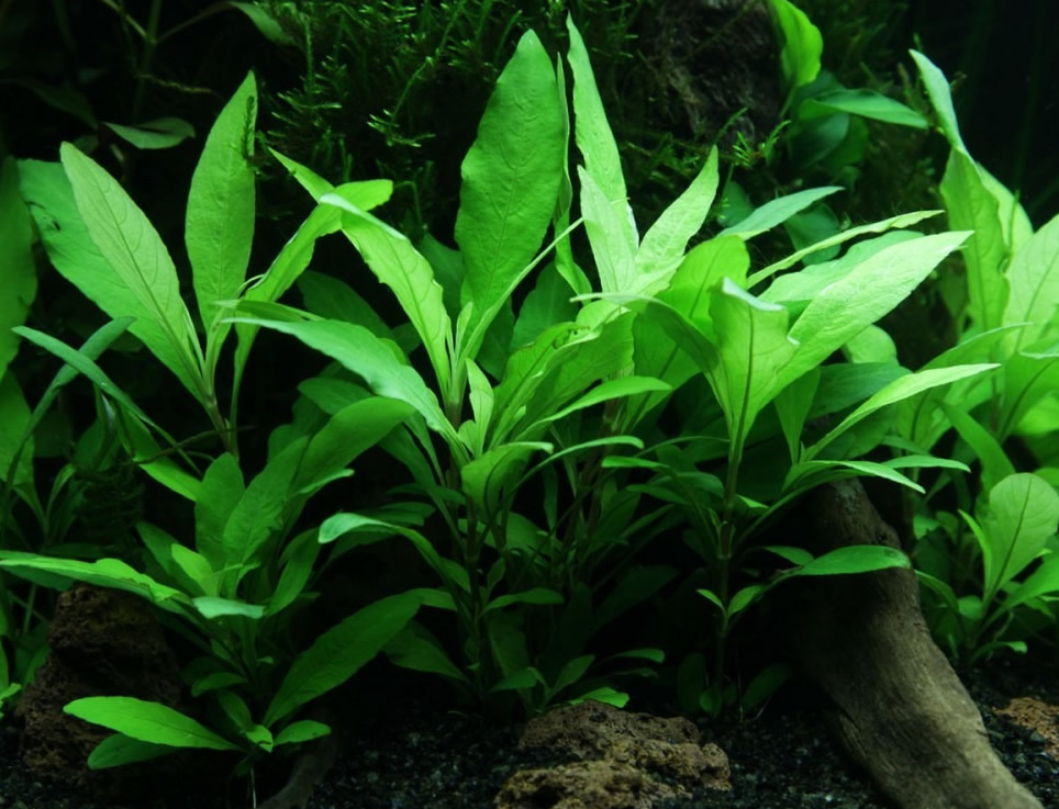 Hygrophila Corymbosa - Acuarios Plantados