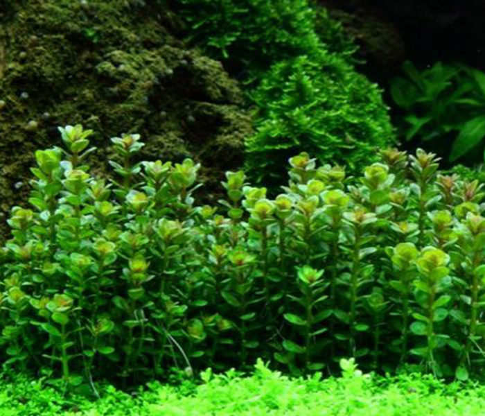 Rotala Indica (Ammania sp. Bonsai) - Acuarios Plantados