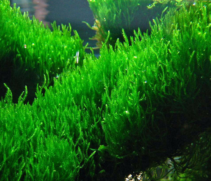Flame moss - Acuarios Plantados