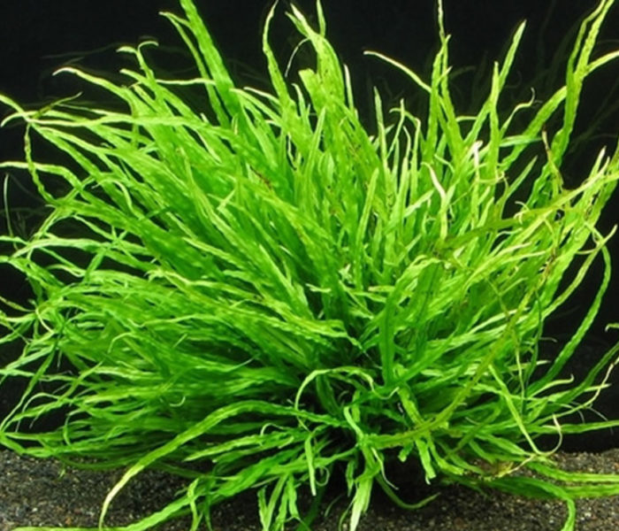 Microsorum Narrow Leaf. Var.Phillipine - Acuarios Plantados