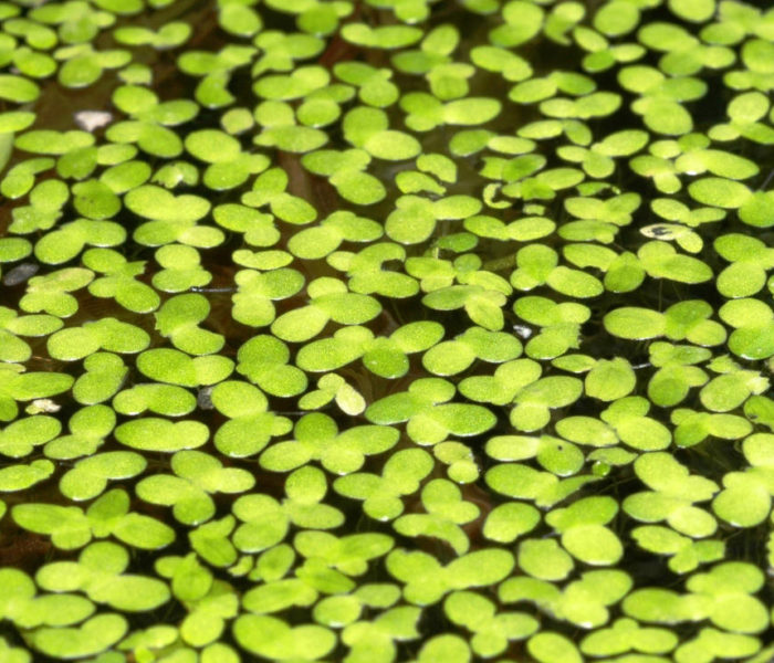 Lemna Sp. - Acuarios Plantados