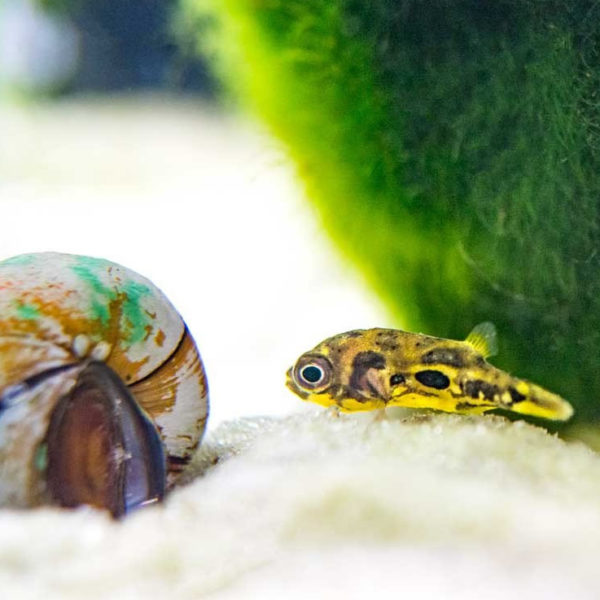 Dwarf Yellow Puffer - Acuarios Plantados