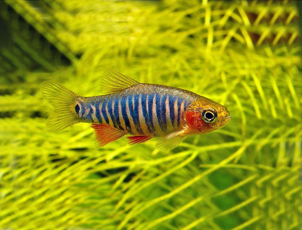 Emerald Rasbora - Acuarios Plantados