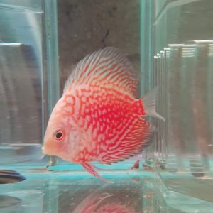 Discus Archivos - Acuarios Plantados