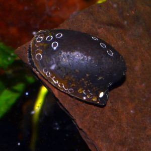 Caracoles Archivos - Acuarios Plantados