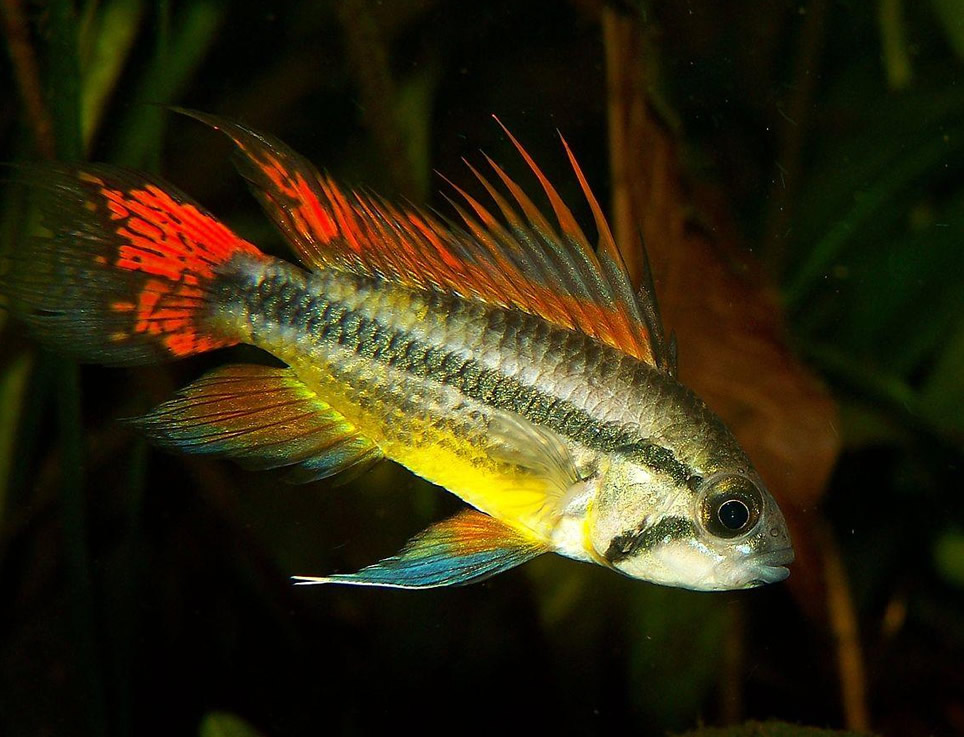 Apistogramma Agassizii Double Red