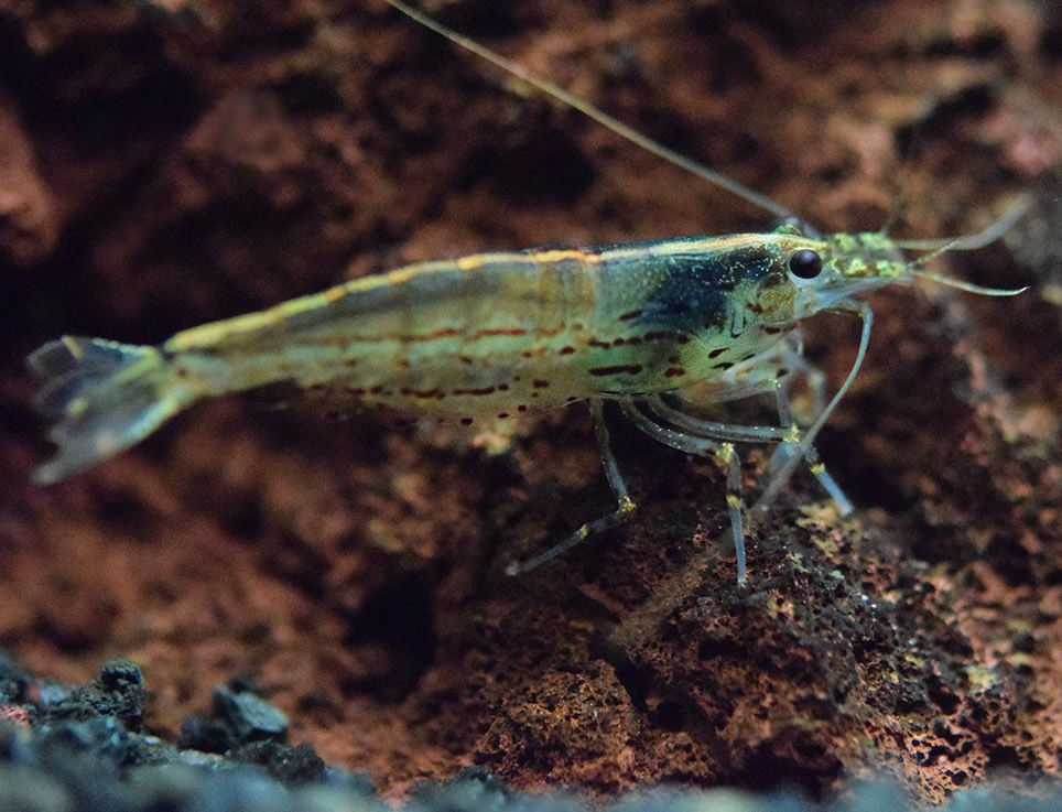 Acuarios Plantados - Camaron Amano