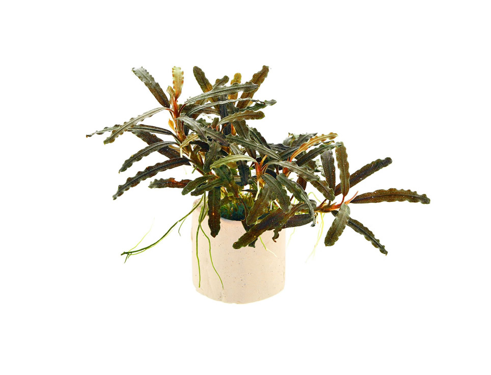 Acuarios Plantados - Bucephalandra Velvet