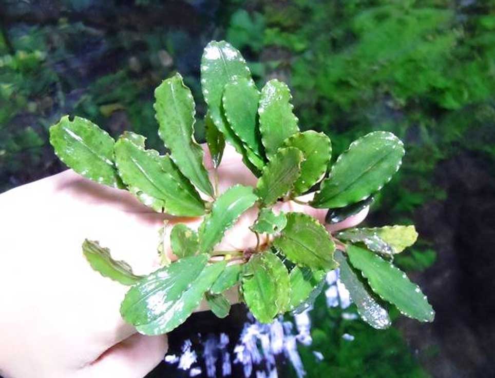 Acuarios Plantados - Bucephalandra Sp. Melawi