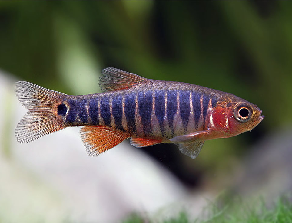 Acuarios Plantados - Emerald Rasbora