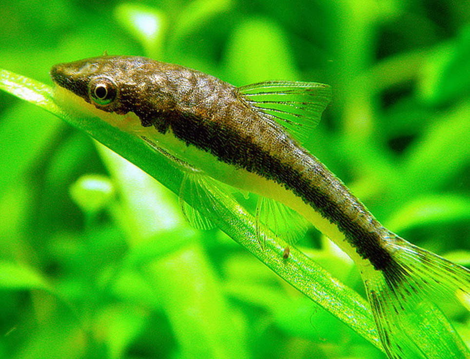 Acuarios Plantados - Otocinclus Affinis