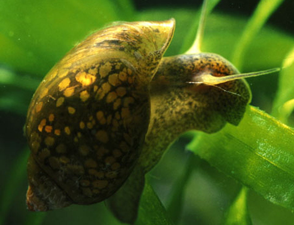 Acuarios Plantados - Caracol Physa Sp.