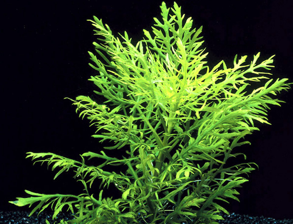 Acuarios Plantados - Hygrophila Difformis