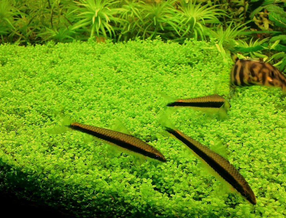 Acuarios Plantados - Hemianthus Callitrichoides "Cuba"