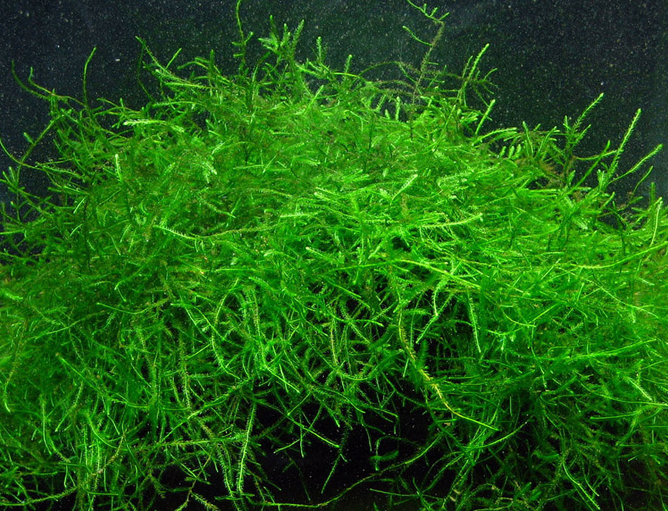 Acuarios Plantados - Java Moss