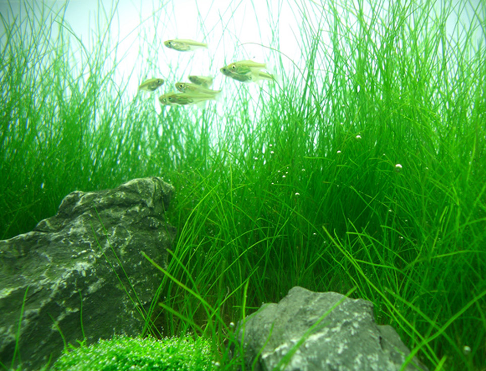Acuarios Plantados - Eleocharis Mini Mini