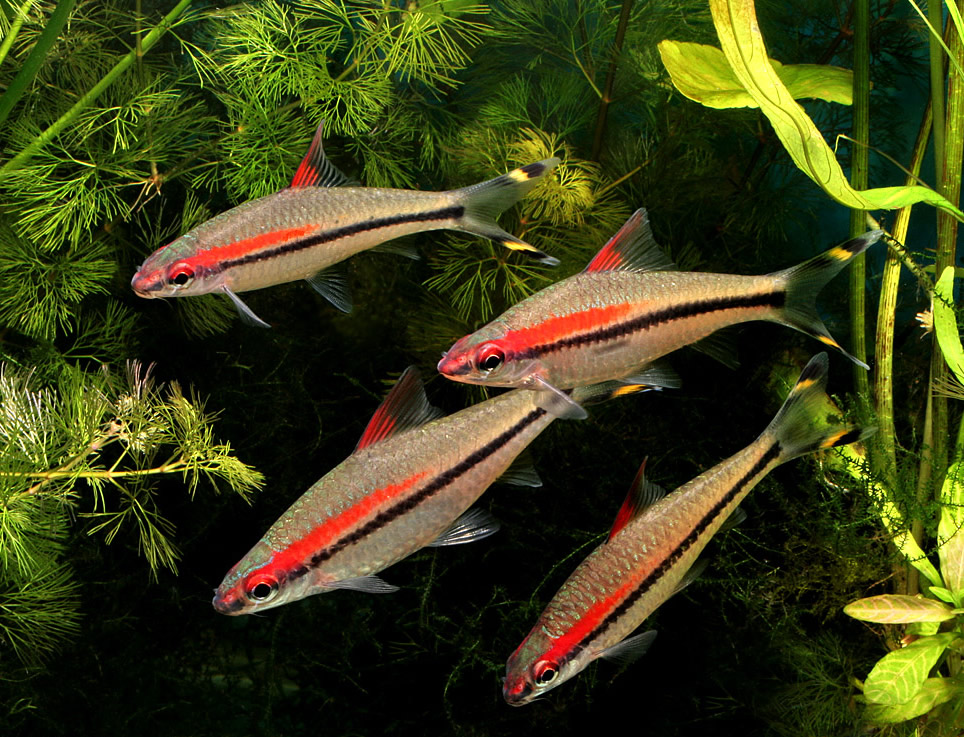 Acuarios Plantados - Red Nose Torpedo