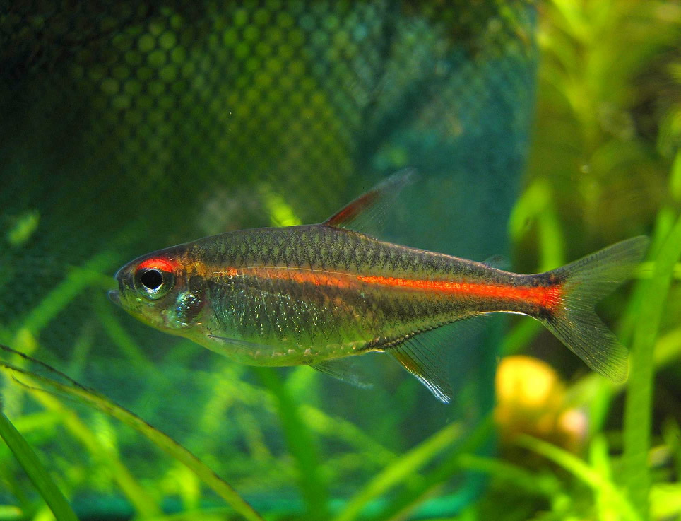 Acuarios Plantados - Tetra Glowlight