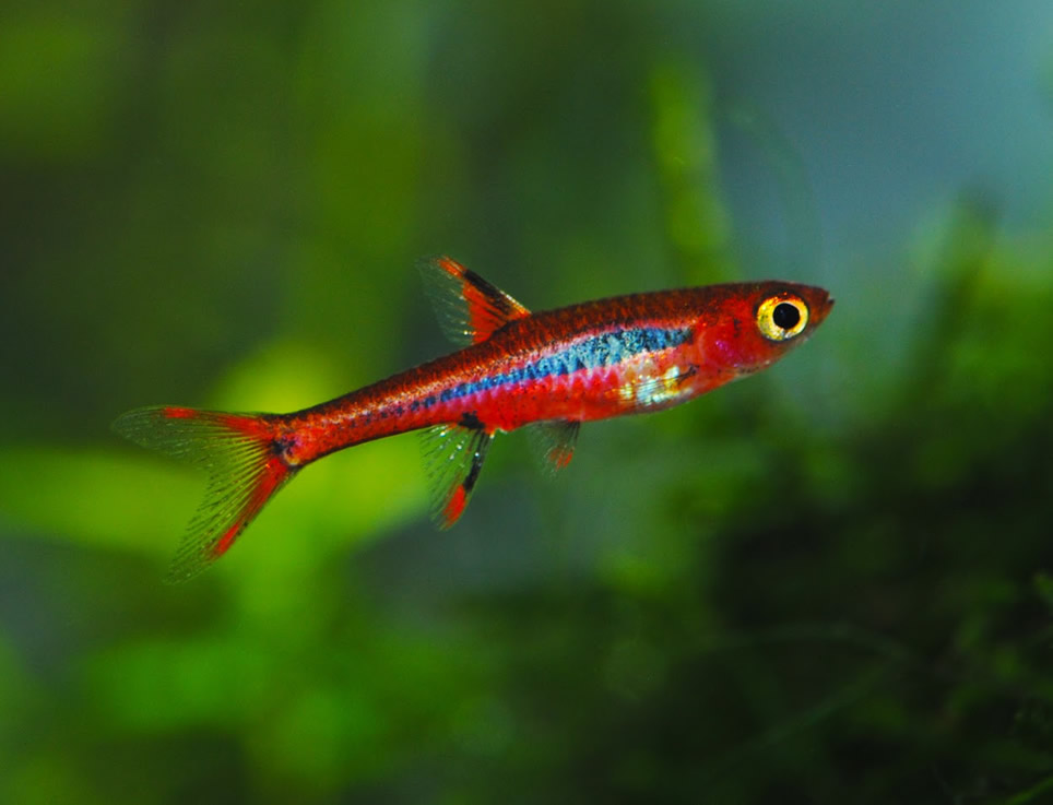 Acuarios Plantados - Rasbora Brigittae