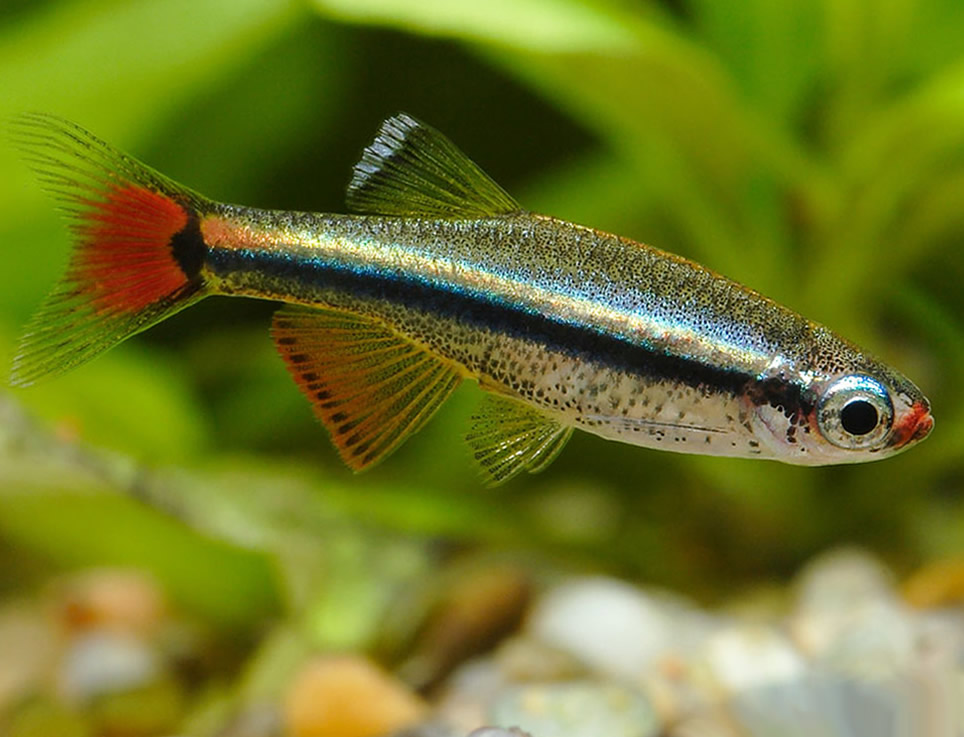 Acuarios Plantados - Tanichthys Albonubes