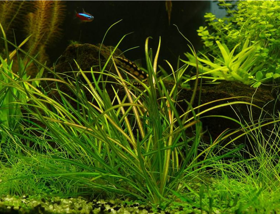 Acuarios Plantados - Echinodorus Tenellus