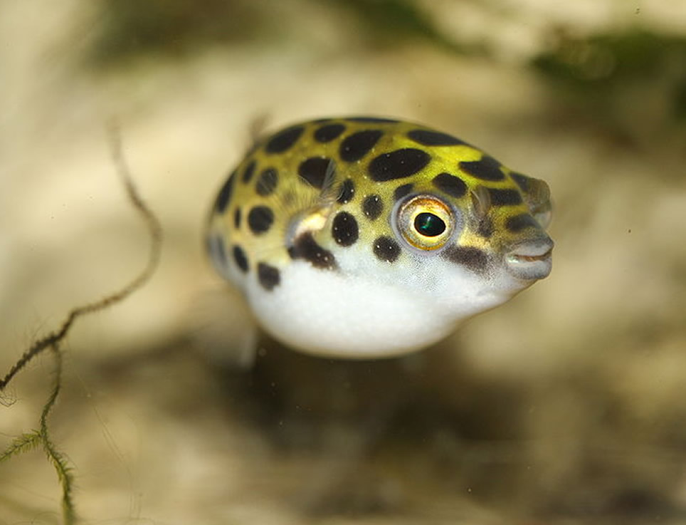 Acuarios Plantados - Dwarf Yellow Puffer