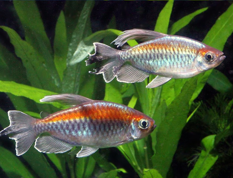 Acuarios Plantados - Tetra Congo