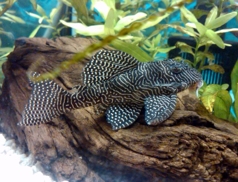 Queen Arabesque Pleco