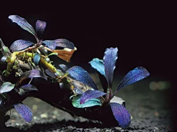 Bucephalandras, la joyita de los acuarios - Acuarios Plantados